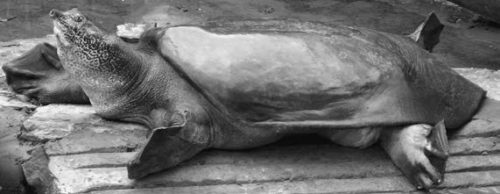 Turtles All the Way Down: An Update on the Asian Turtle Crisis with New ...