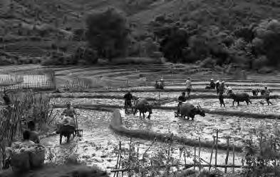 The Role of Rice in Southeast Asia - Association for Asian Studies